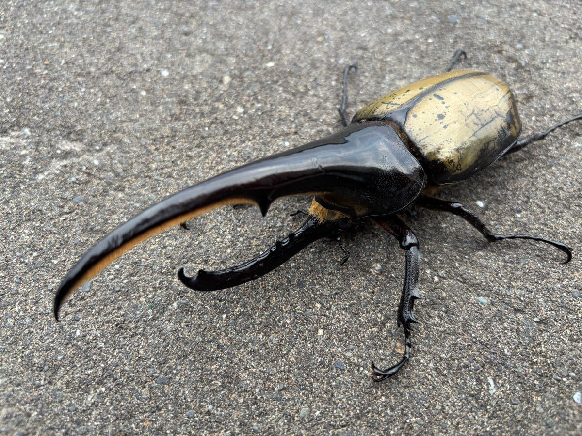 Yahoo!オークション - 【Lucanus_7】D.H.ヘラクレス オス 単品 No.2