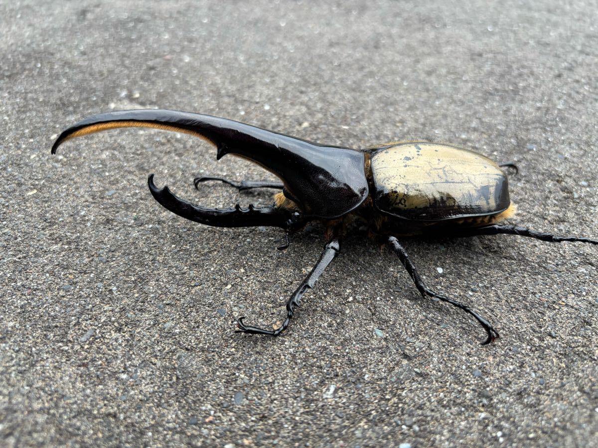 Yahoo!オークション - 【Lucanus_7】D.H.ヘラクレス オス 単品 No.2