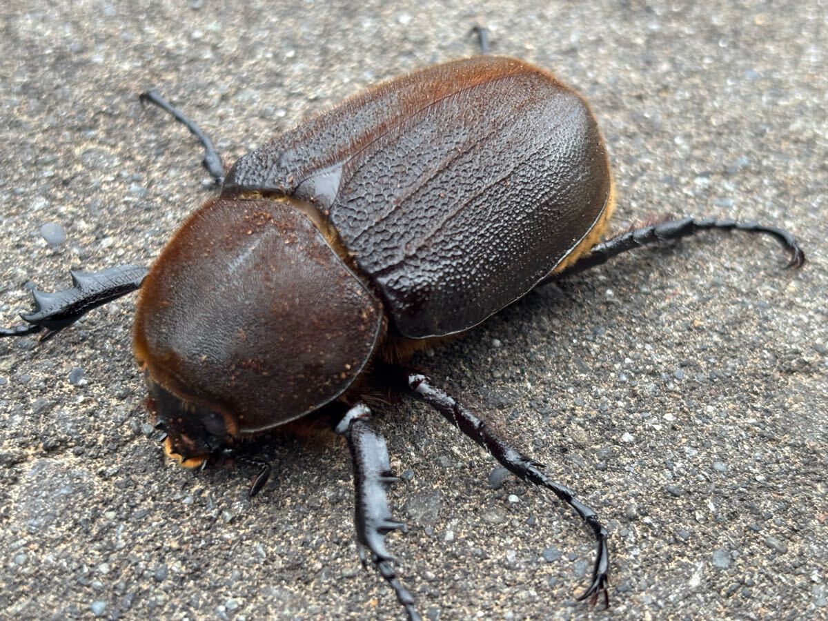 Yahoo!オークション - 【Lucanus_7】D.H.ヘラクレス メス 単品 No.1