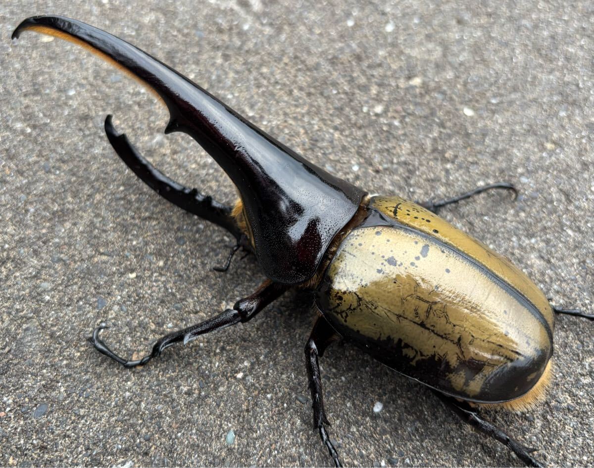 Yahoo!オークション - 【Lucanus_7】D.H.ヘラクレス オス 単品 No.2