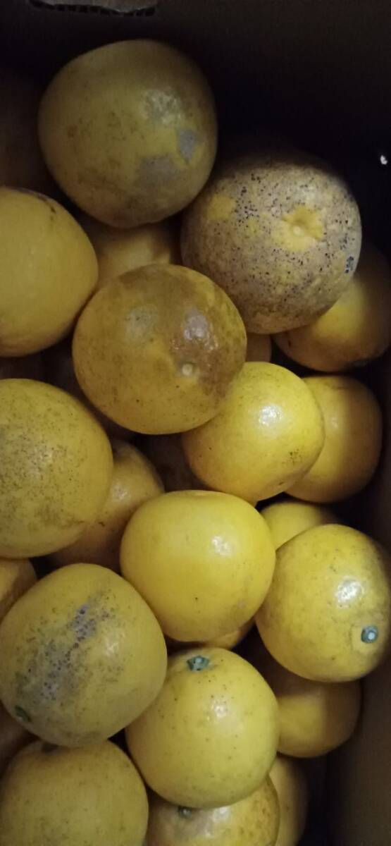 Yahoo!オークション - 晩柑 約10kg (3S～3Lサイズ・送料無料・熊本県産...