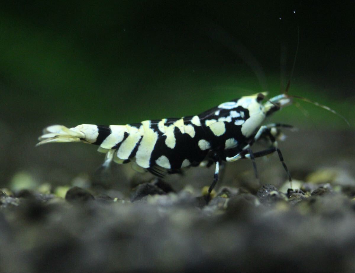 Yahoo!オークション - 【シュリンプアワード】YMD shrimp BlackTiger ...