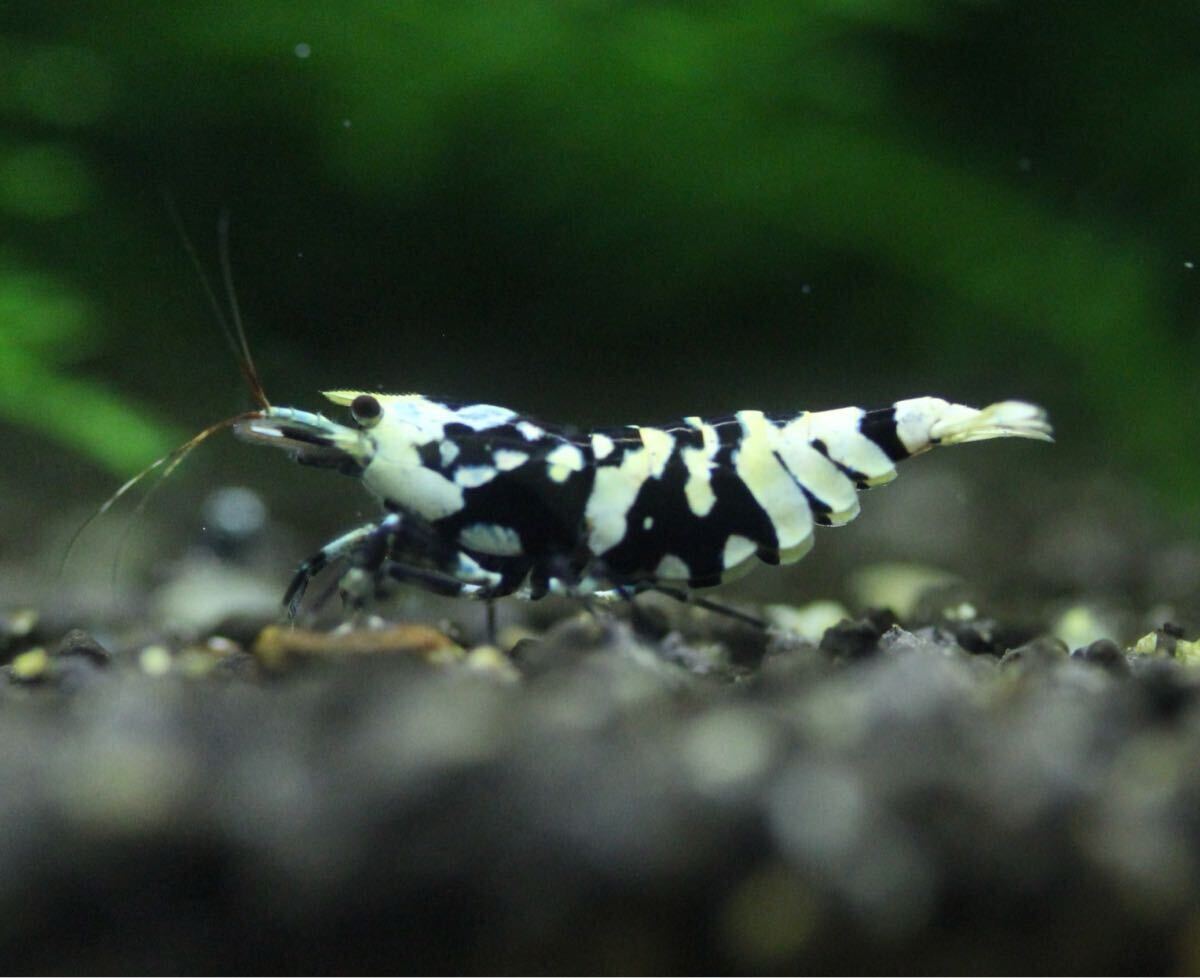 Yahoo!オークション - 【シュリンプアワード】YMD shrimp BlackTiger ...