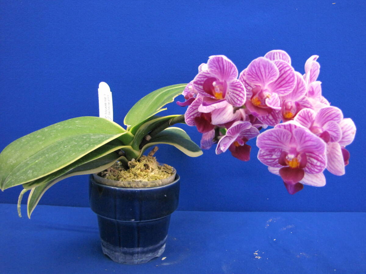 Yahoo!オークション - Phal.Deepe Sherry斑入り葉