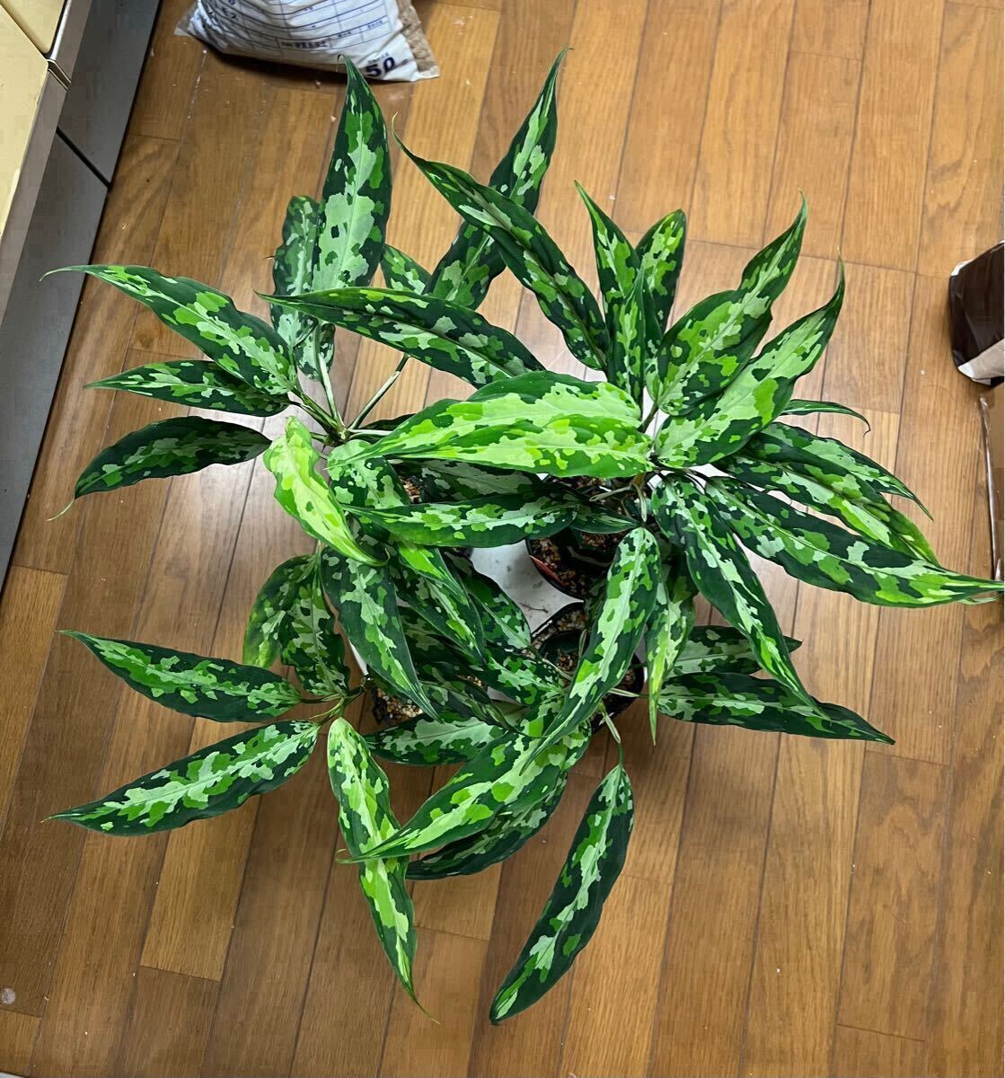 Yahoo!オークション - LA便ネームド株 Aglaonema pictum tricolor Enig...