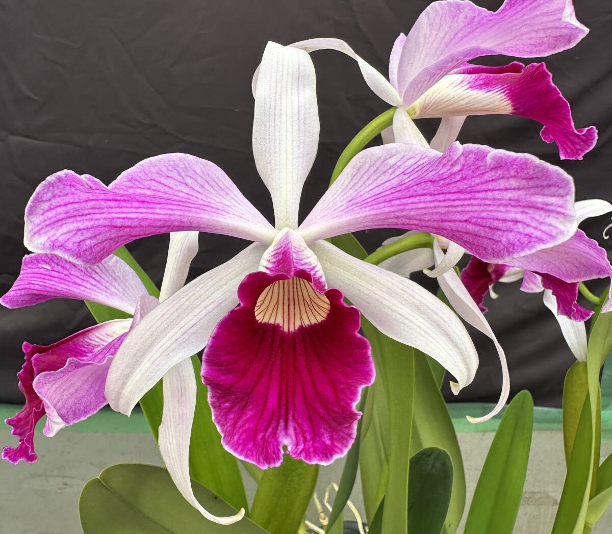 Yahoo!オークション - 洋蘭原種 レリア L purpurata （花付き）