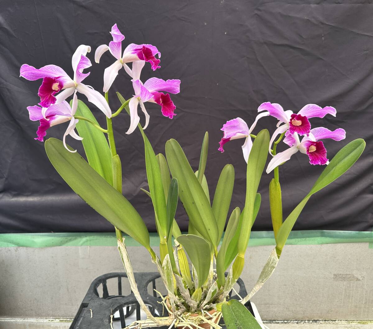 Yahoo!オークション - 洋蘭原種 レリア L purpurata （花付き）