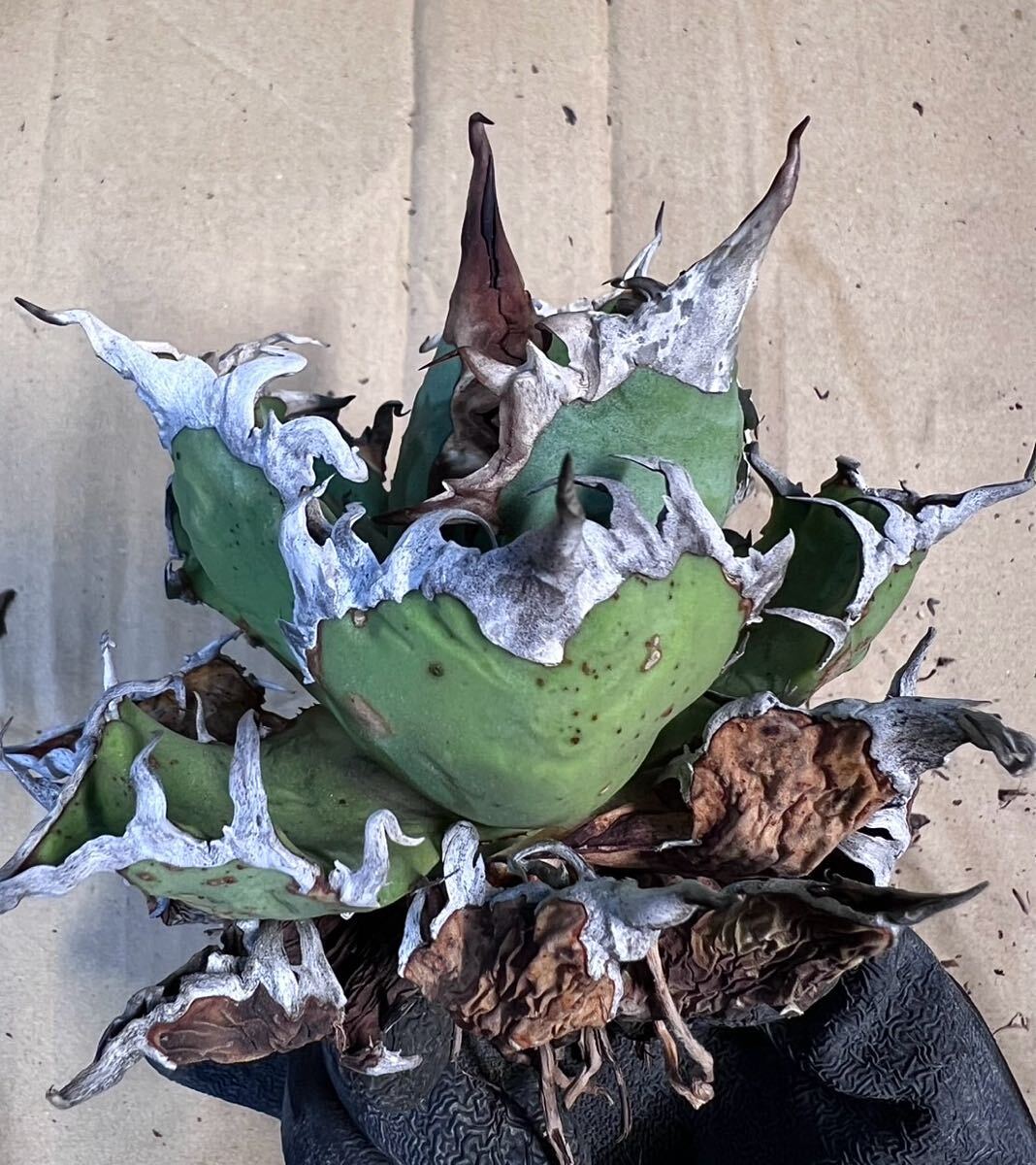 Yahoo!オークション - [@turnplant_] A1台湾株 親株 sssss極上 Agave t...