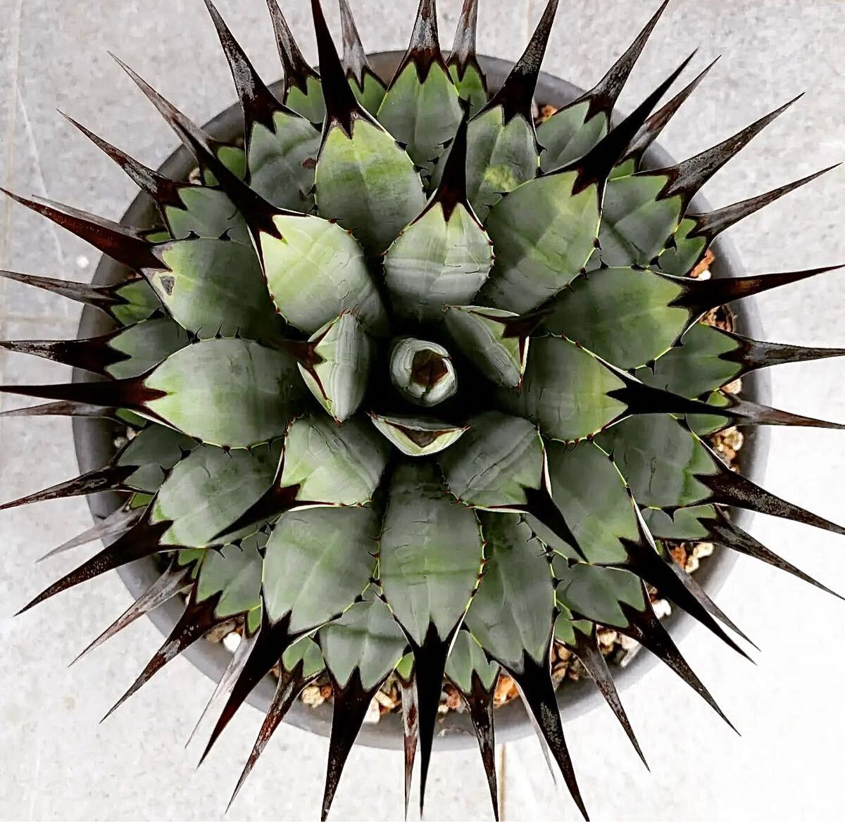 Yahoo!オークション - [@turnplant_]a1台湾株 親株 sss極上 agave アガ...