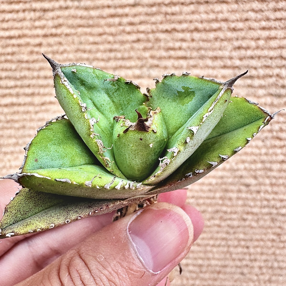 Yahoo!オークション - 【Lj_plants】Q28 多肉植物 アガベ チタノタ Ag...