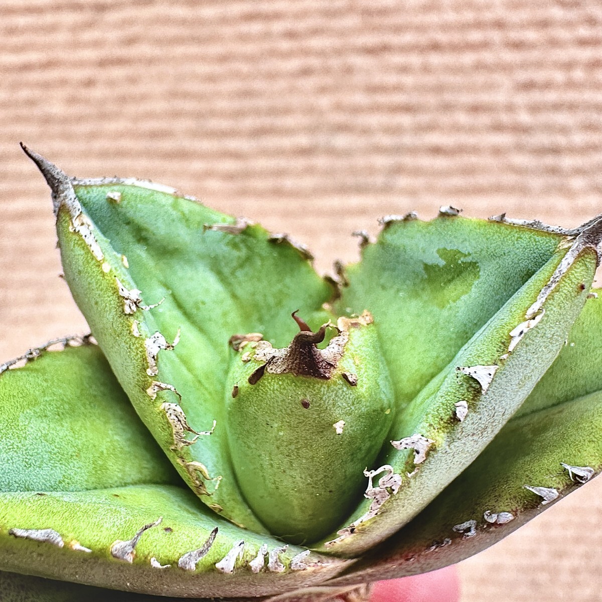 Yahoo!オークション - 【Lj_plants】Q28 多肉植物 アガベ チタノタ Ag...