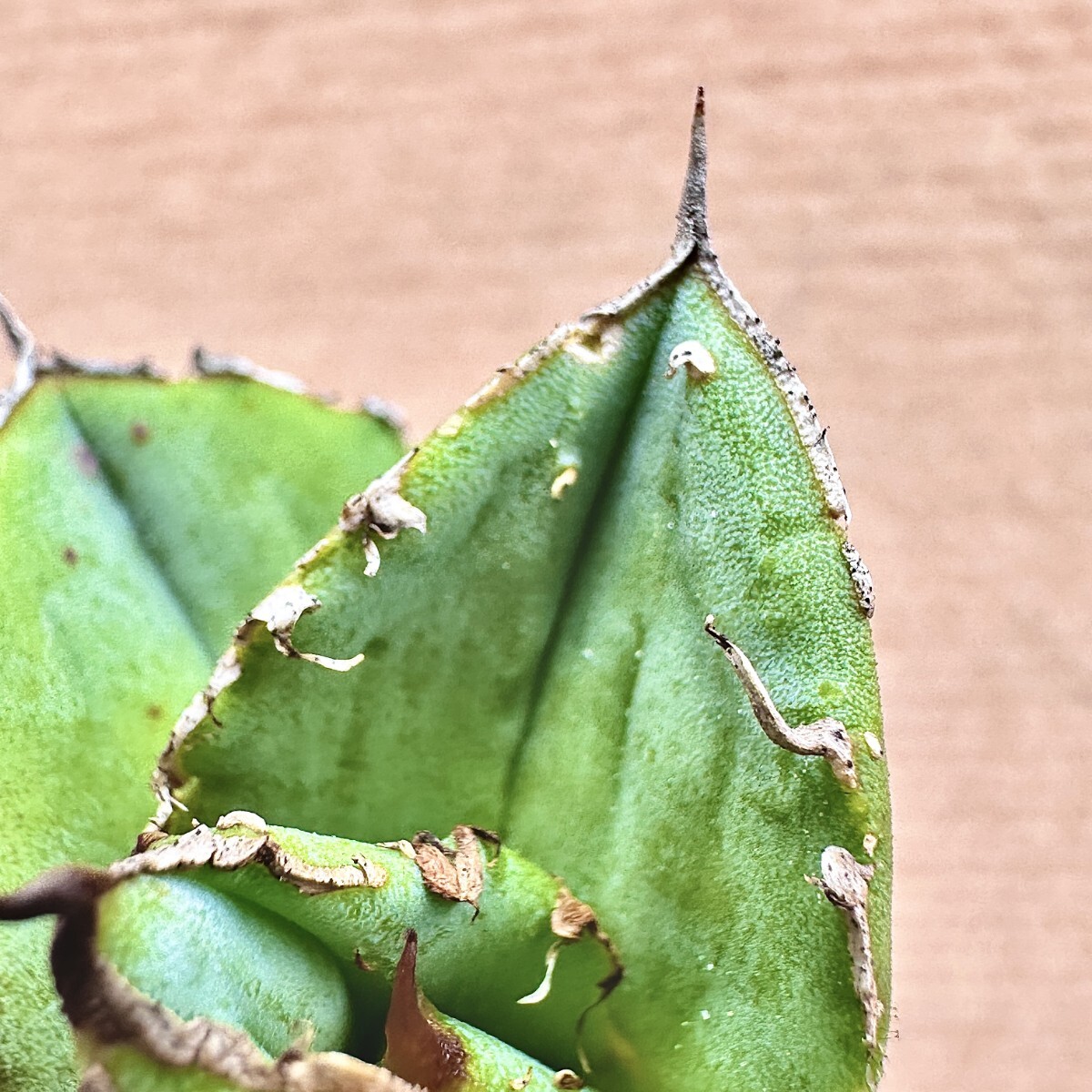 Yahoo!オークション - 【Lj_plants】Q28 多肉植物 アガベ チタノタ Ag...