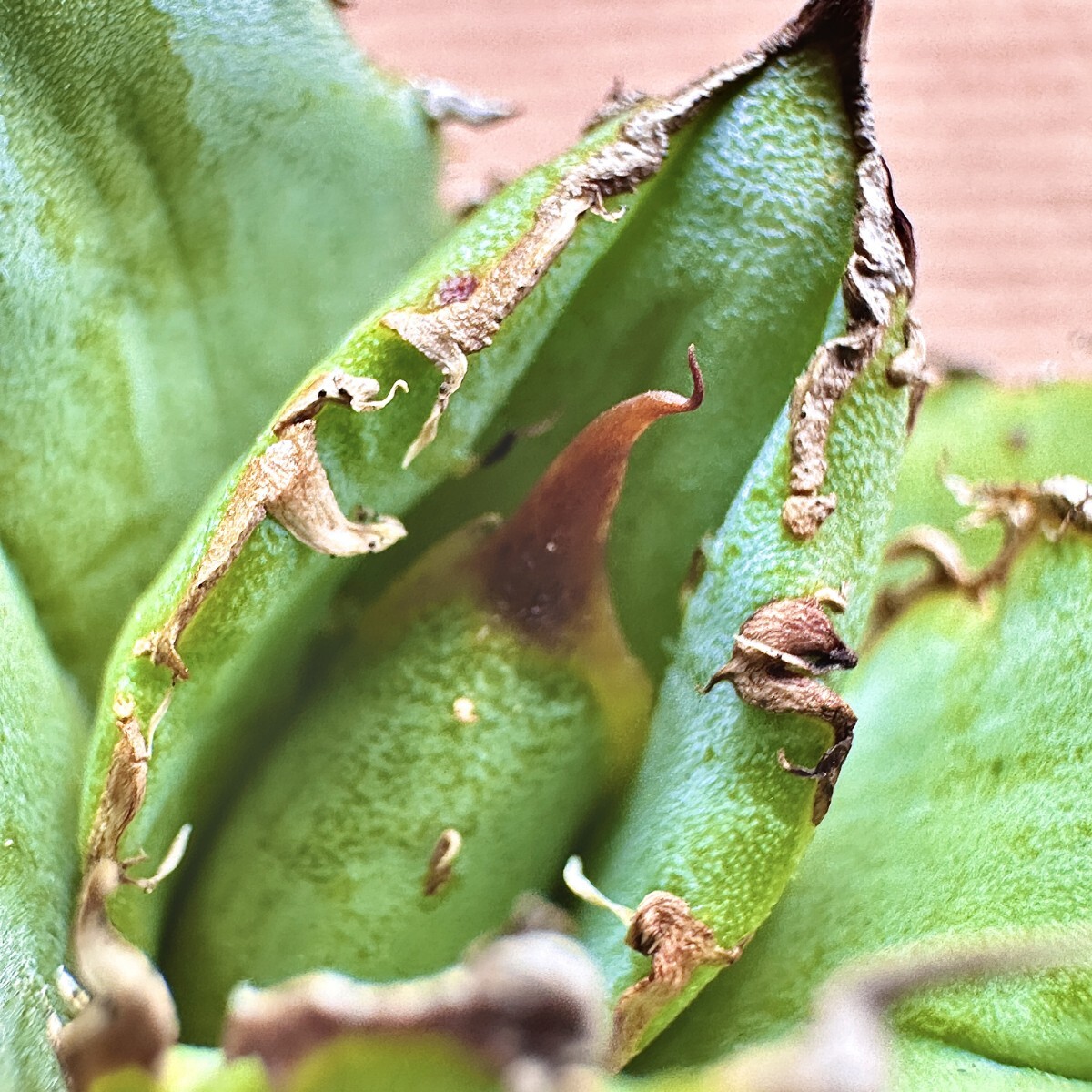 Yahoo!オークション - 【Lj_plants】Q28 多肉植物 アガベ チタノタ Ag...