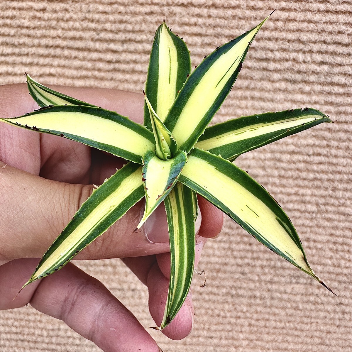 Yahoo!オークション - 【Lj_plants】Q30 多肉植物アガベ スノーグロー...