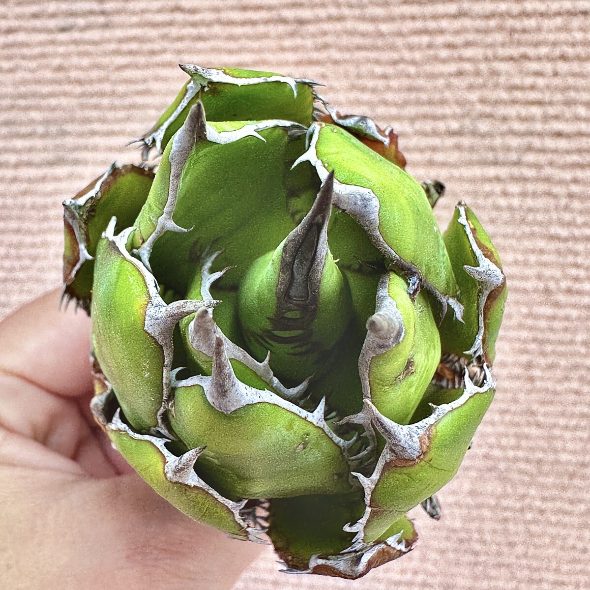 Yahoo!オークション - 【Lj_plants】Q15 激レア高級品種 多肉植物アガ...