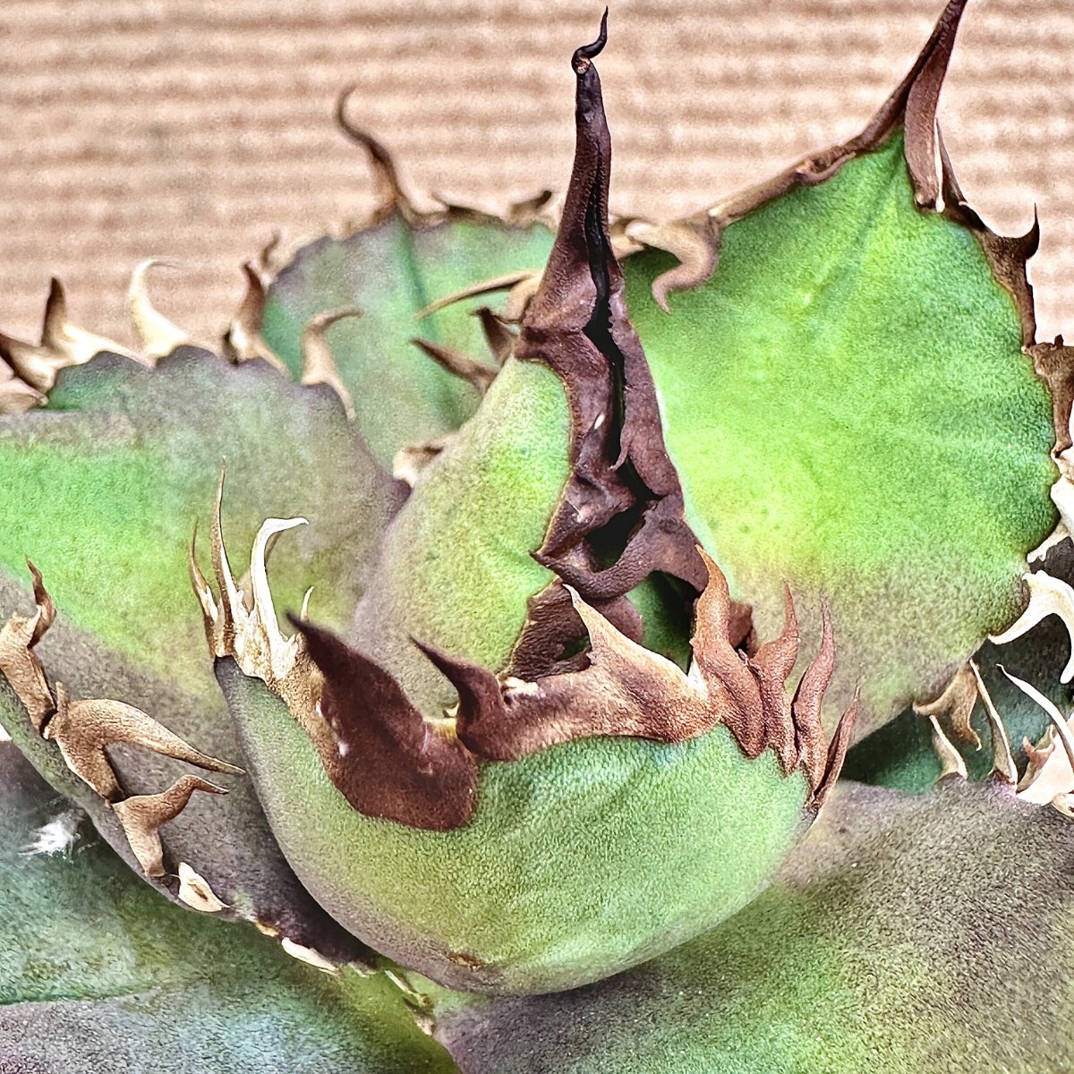 Yahoo!オークション - 【Lj_plants】Q74 厳選 アガベ チタノタ 羽毛 極...