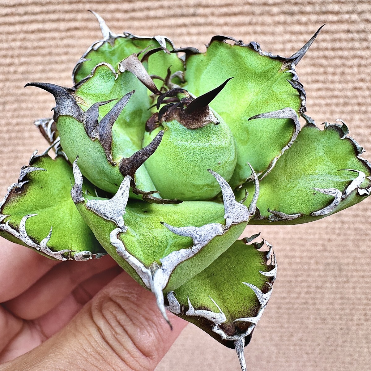 Yahoo!オークション - 【Lj_plants】Q165 アガベ チタノタ 黑鯨 極上強...