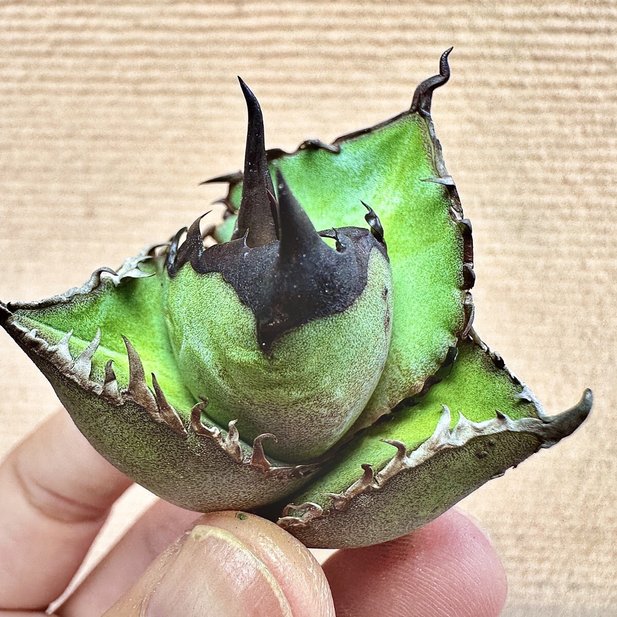 Yahoo!オークション - 【Lj_plants】Q277 激レア高級品種 アガベ チタ...