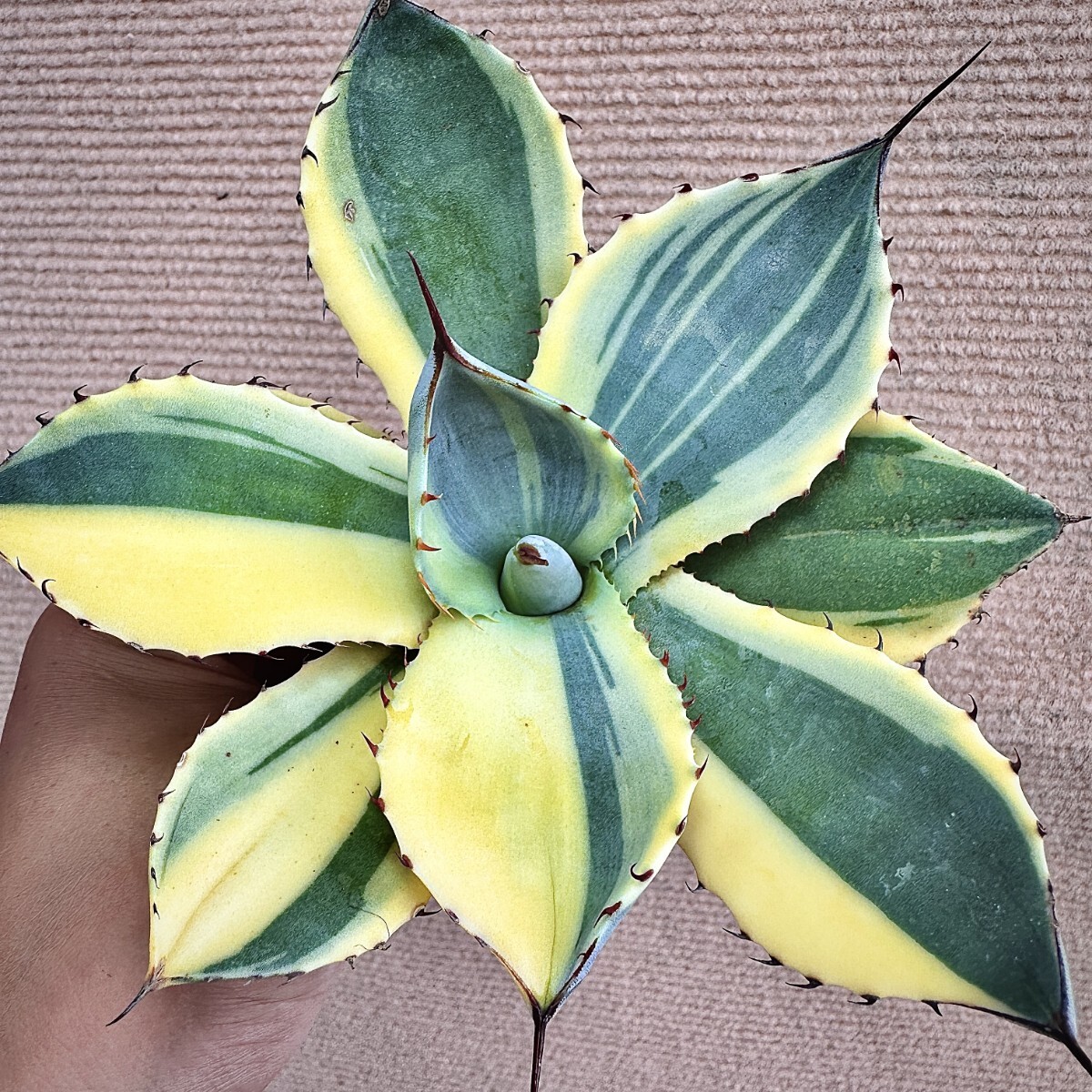 Yahoo!オークション - 【Lj_plants】Q338 [SSS]アガベ パリー トランカ...