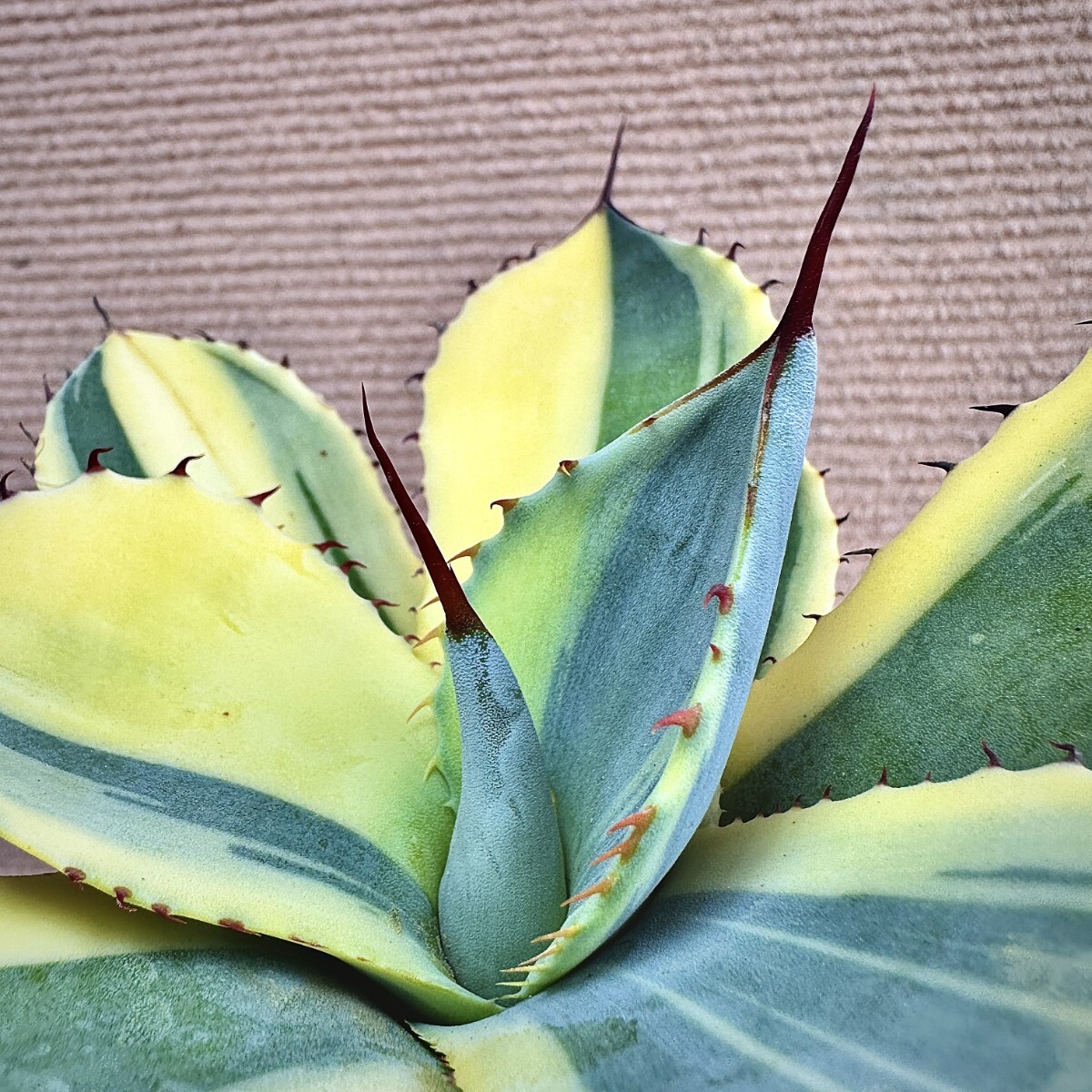 Yahoo!オークション - 【Lj_plants】Q338 [SSS]アガベ パリー トランカ...