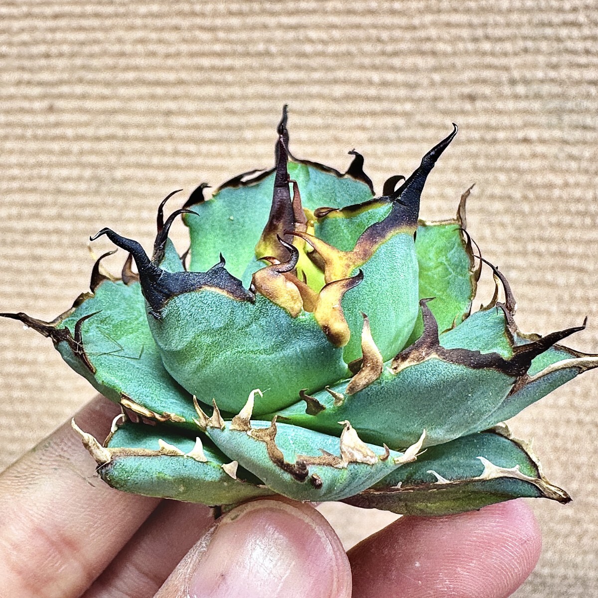 Yahoo!オークション - 【Lj_plants】Q394 アガベ チタノタ ハデス 恐竜...