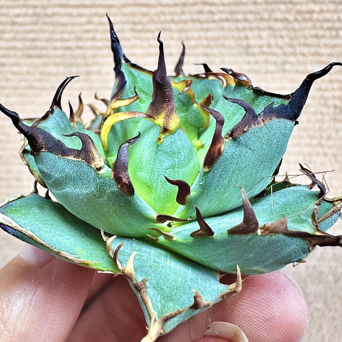 Yahoo!オークション - 【Lj_plants】Q394 アガベ チタノタ ハデス 恐竜...