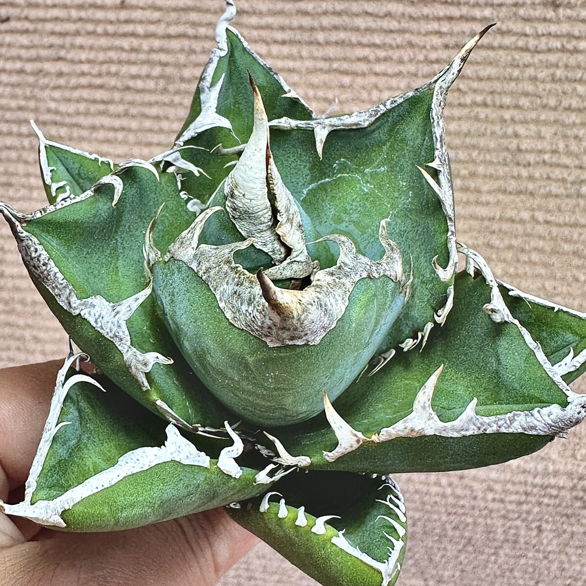 Yahoo!オークション - 【Lj_plants】Q309 アガベ チタノタ 南アフリカ...