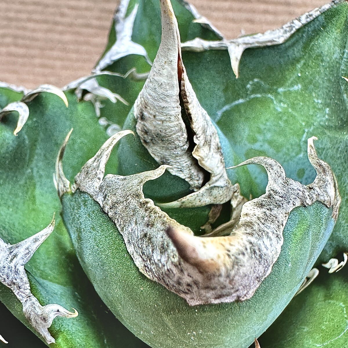 Yahoo!オークション - 【Lj_plants】Q309 アガベ チタノタ 南アフリカ...