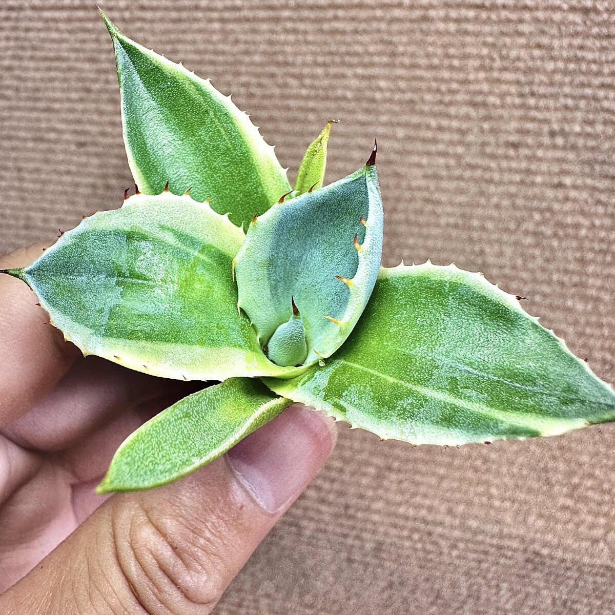 Yahoo!オークション - 【Lj_plants】Q433 アガベ パリー トランカータ ...