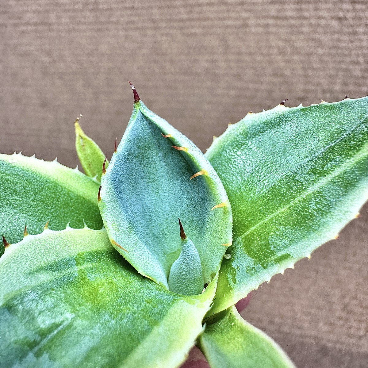 Yahoo!オークション - 【Lj_plants】Q433 アガベ パリー トランカータ ...