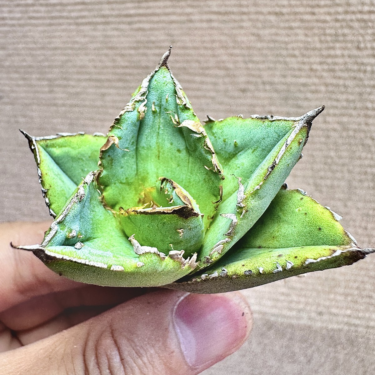 Yahoo!オークション - 【Lj_plants】Q541 多肉植物 アガベ チタノタ Ag...