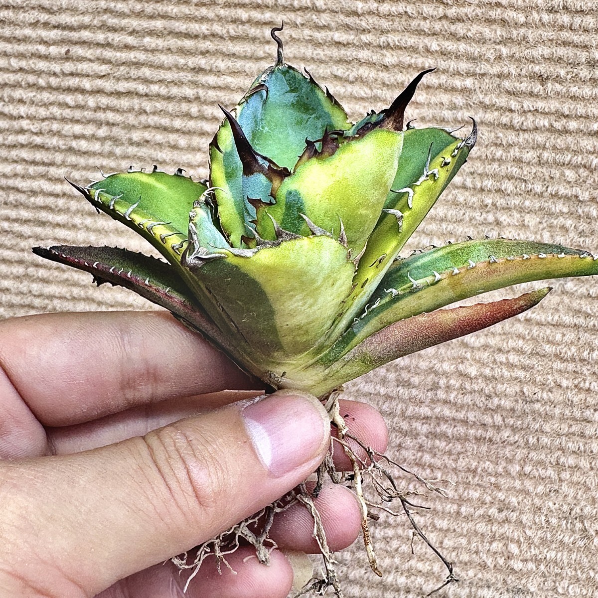 Yahoo!オークション - 【Lj_plants】Q578 アガベ チタノタ BB ブラック...