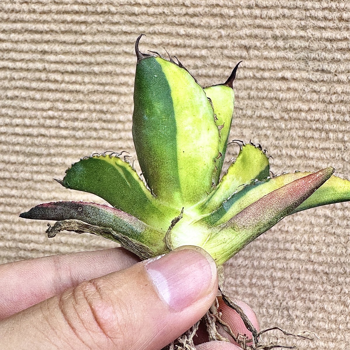 Yahoo!オークション - 【Lj_plants】Q578 アガベ チタノタ BB ブラック...