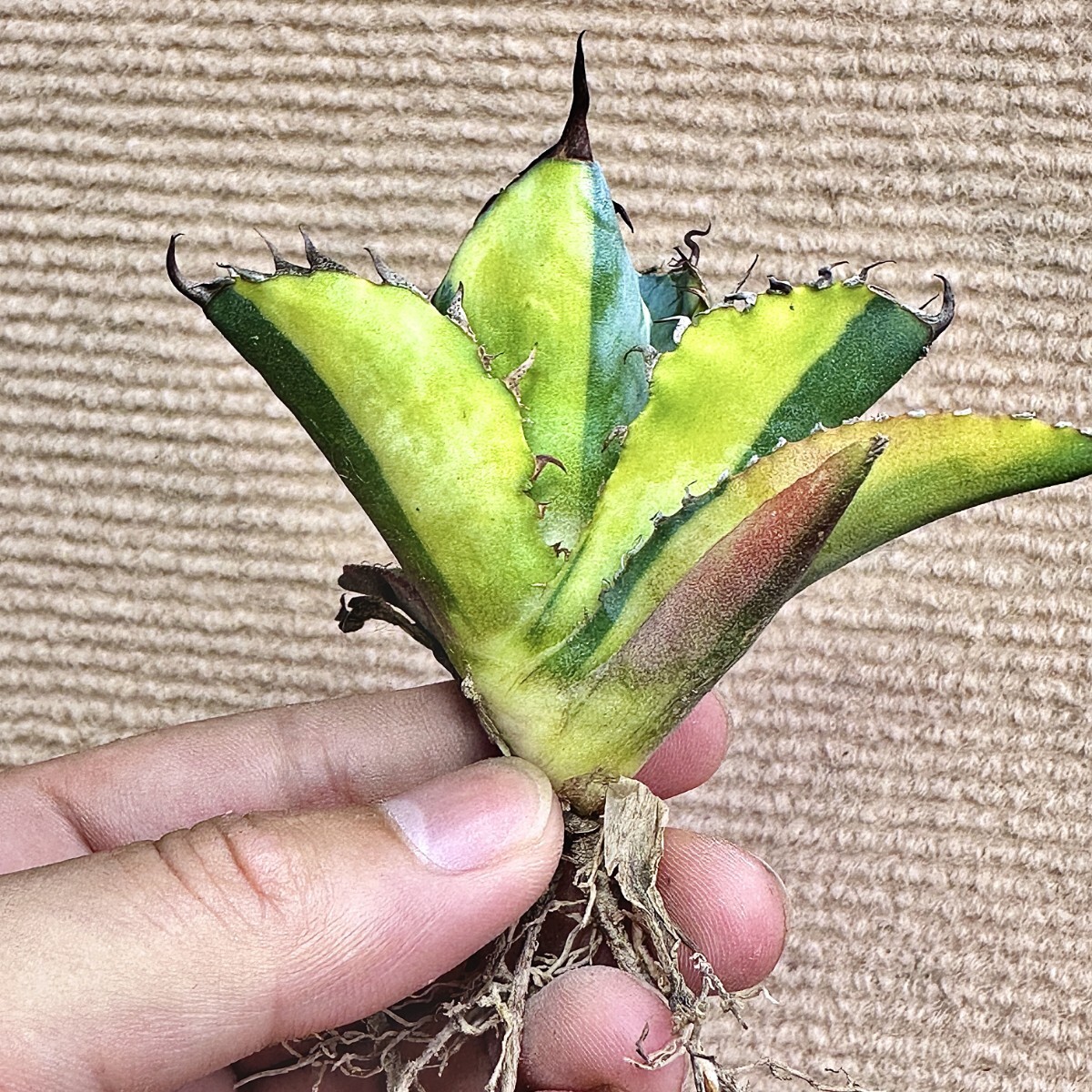 Yahoo!オークション - 【Lj_plants】Q578 アガベ チタノタ BB ブラック...