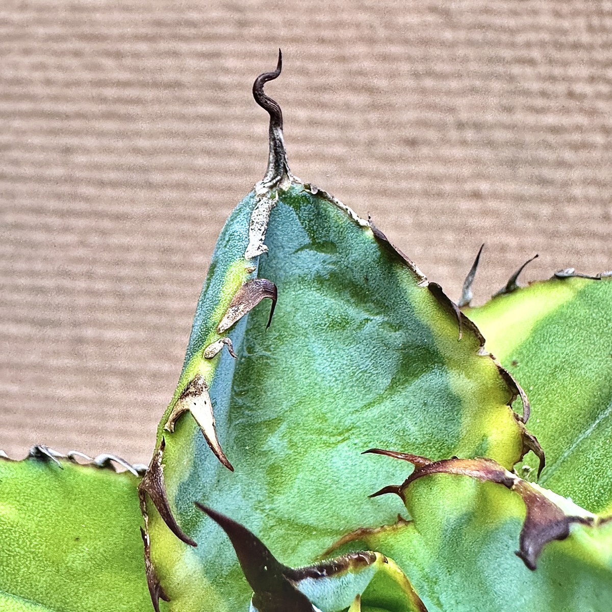 Yahoo!オークション - 【Lj_plants】Q578 アガベ チタノタ BB ブラック...