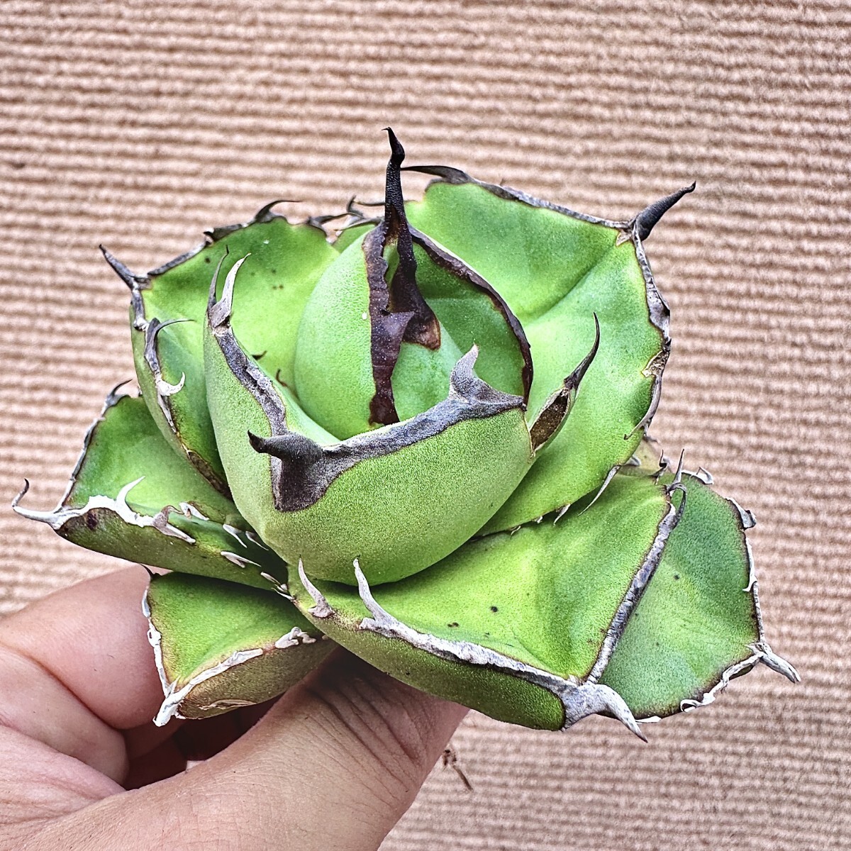 Yahoo!オークション - 【Lj_plants】Q573 特選 アガベ 多肉植物 ジャ...