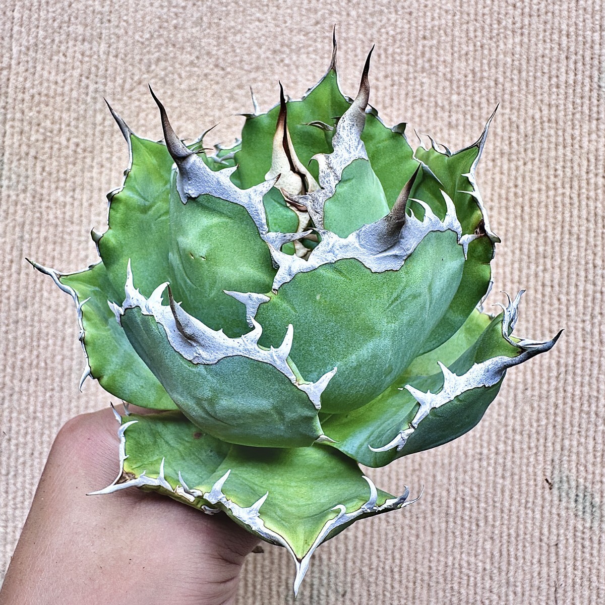 Yahoo!オークション - 【Lj_plants】Q597 貴重な希少種 アガベ チタノ...