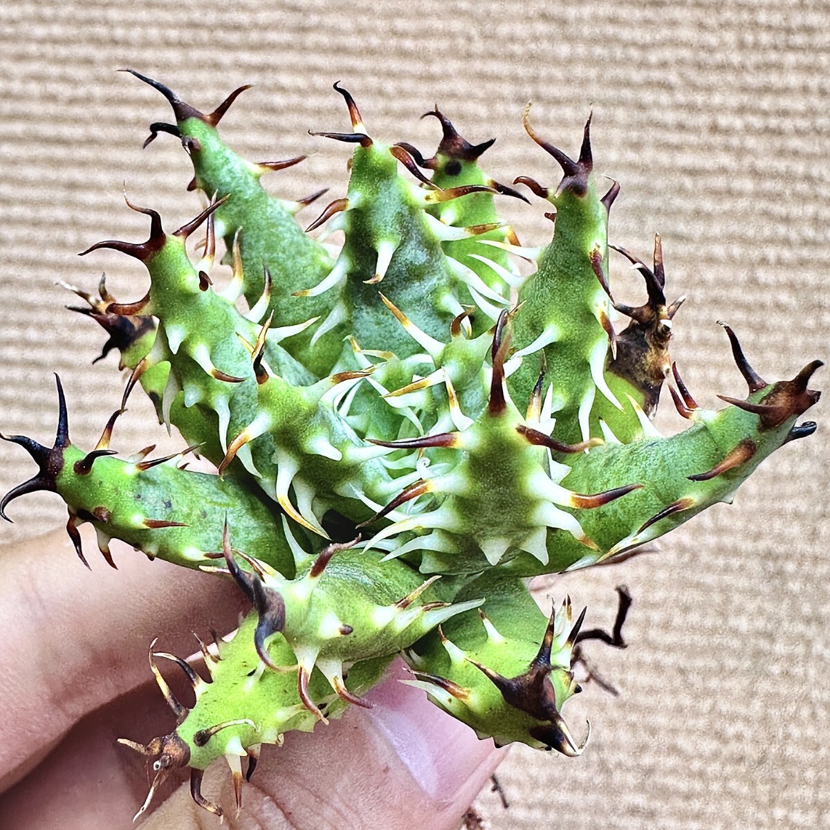 Yahoo!オークション - 【Lj_plants】Q574 株を厳選する Aloe erinacea ...