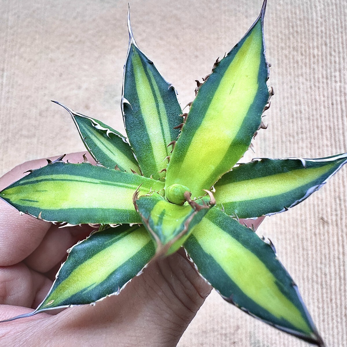 Yahoo!オークション - 【Lj_plants】Q689 貴重な希少種 アガベ ホリダ...