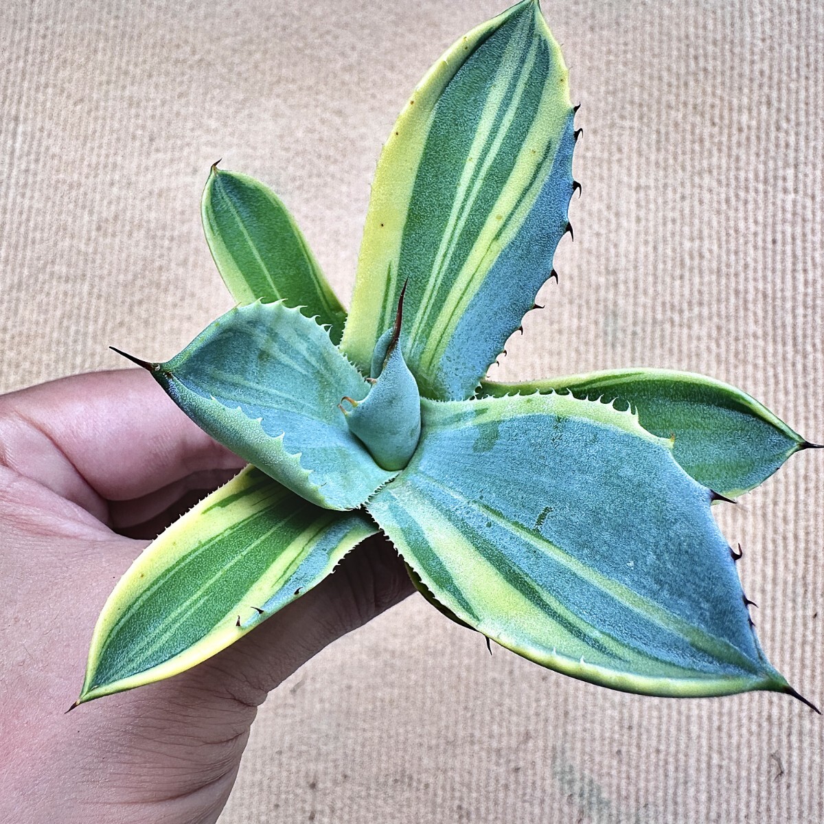 Yahoo!オークション - 【Lj_plants】Q687 アガベ パリー トランカータ ...