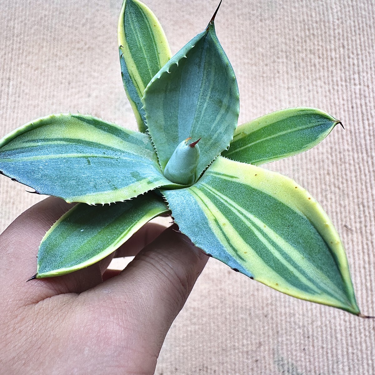 Yahoo!オークション - 【Lj_plants】Q687 アガベ パリー トランカータ ...