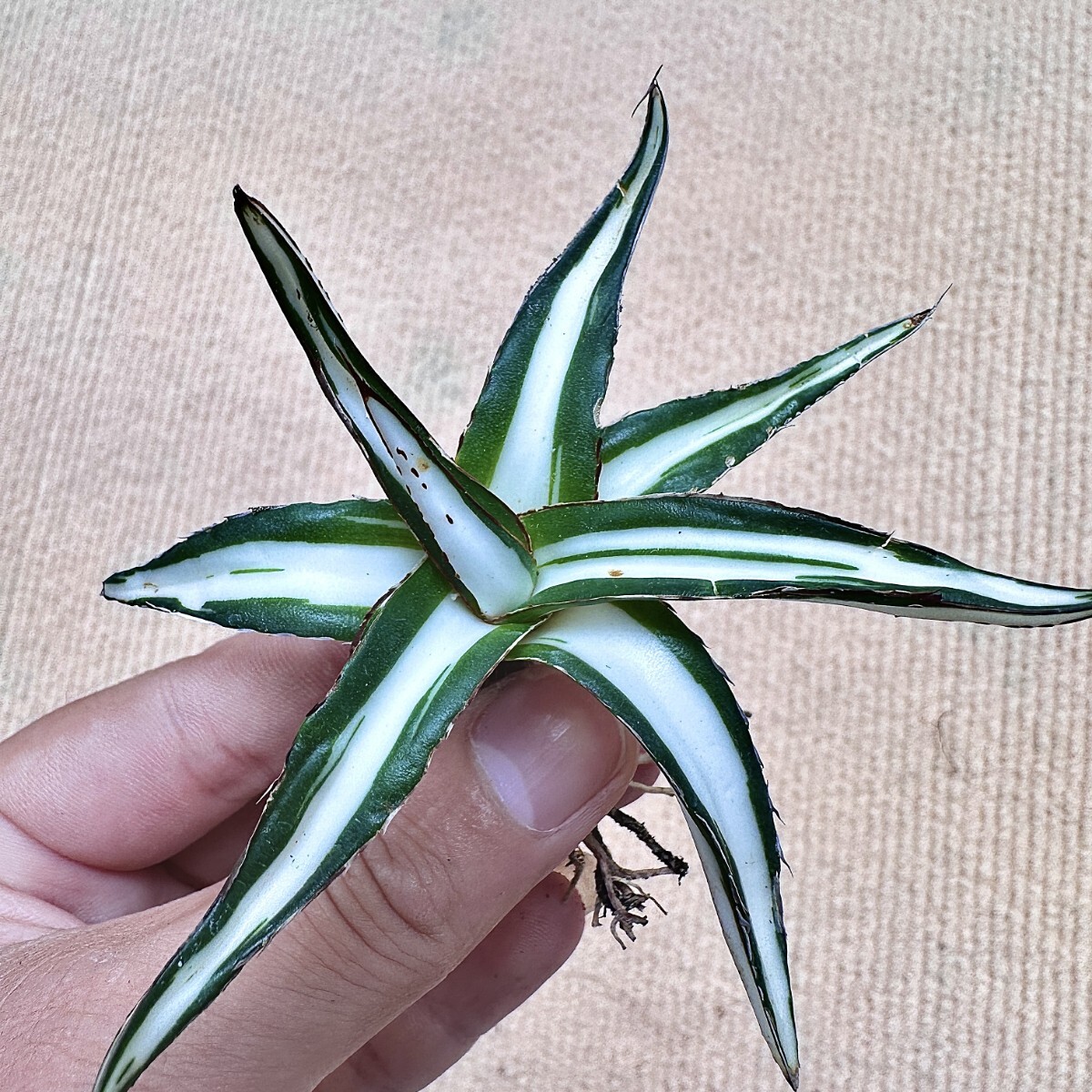 Yahoo!オークション - 【Lj_plants】Q631 多肉植物 アガベ 笹の雪丸叶...