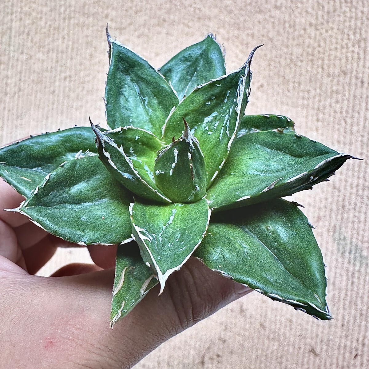 Yahoo!オークション - 【Lj_plants】Q714 新種の先発です 貴重な希少種...