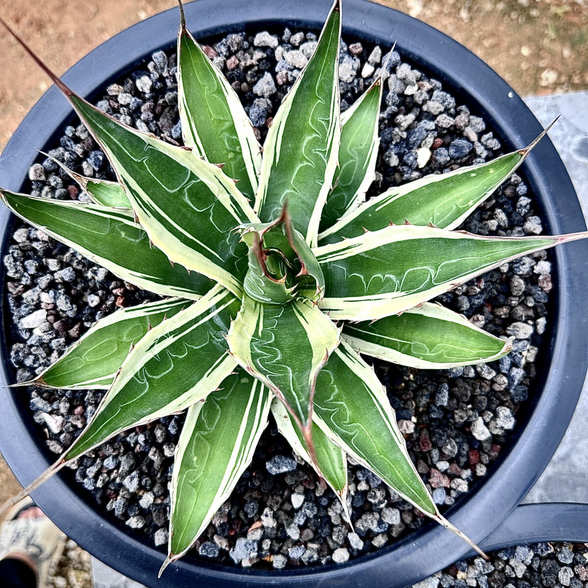Yahoo!オークション - 【Lj_plants】Q787 多肉植物 アガベ Agave monta...
