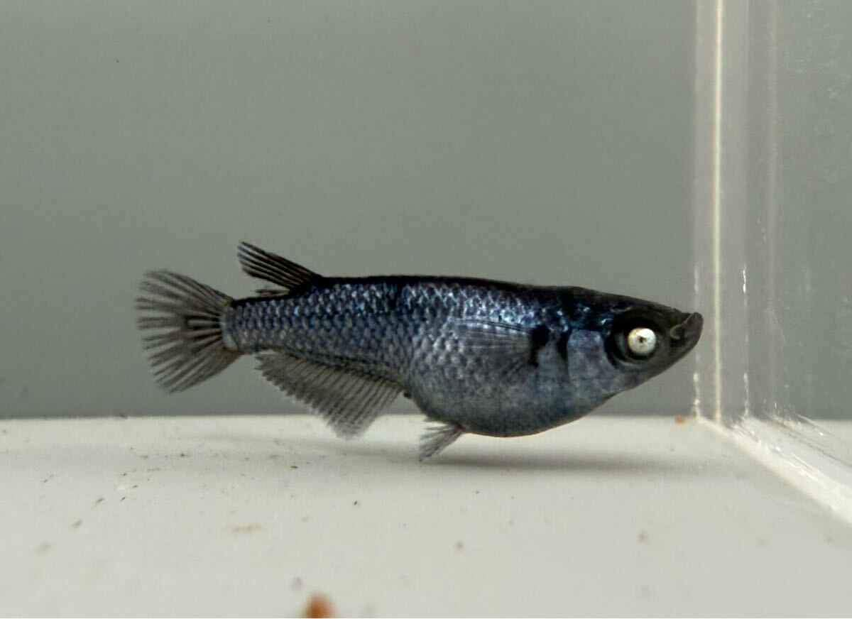 Yahoo!オークション - MNF漆黒LFアースアイ 夢中メダカ様直系 2ペア＋...