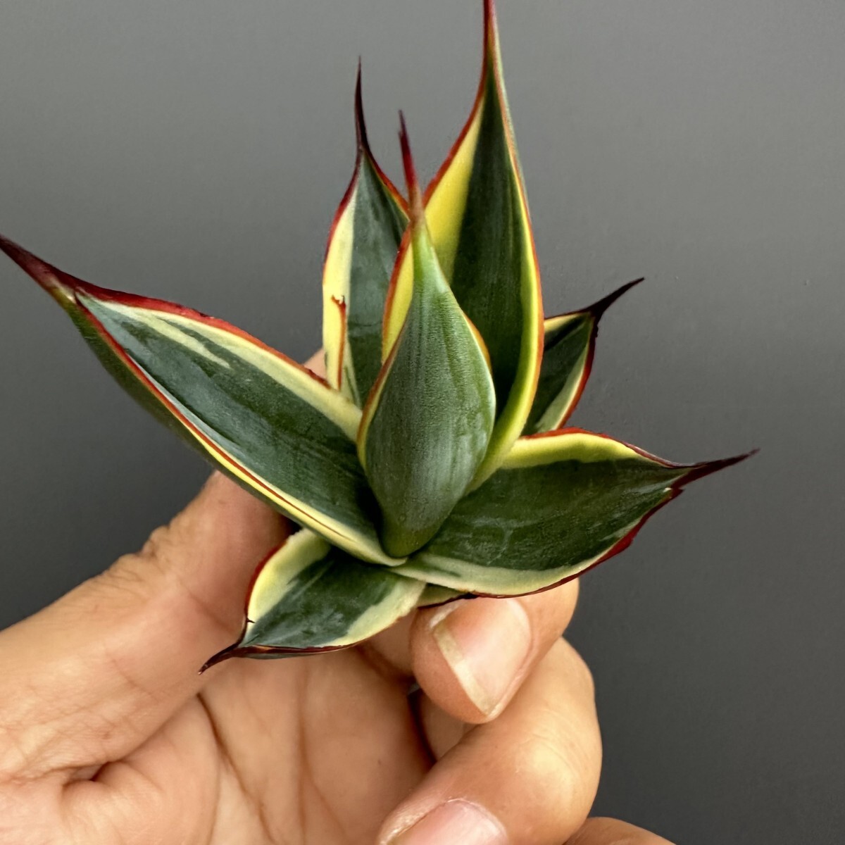 Yahoo!オークション - S48 【青田園芸】 アガベ スノーグロー錦 鮮明錦...