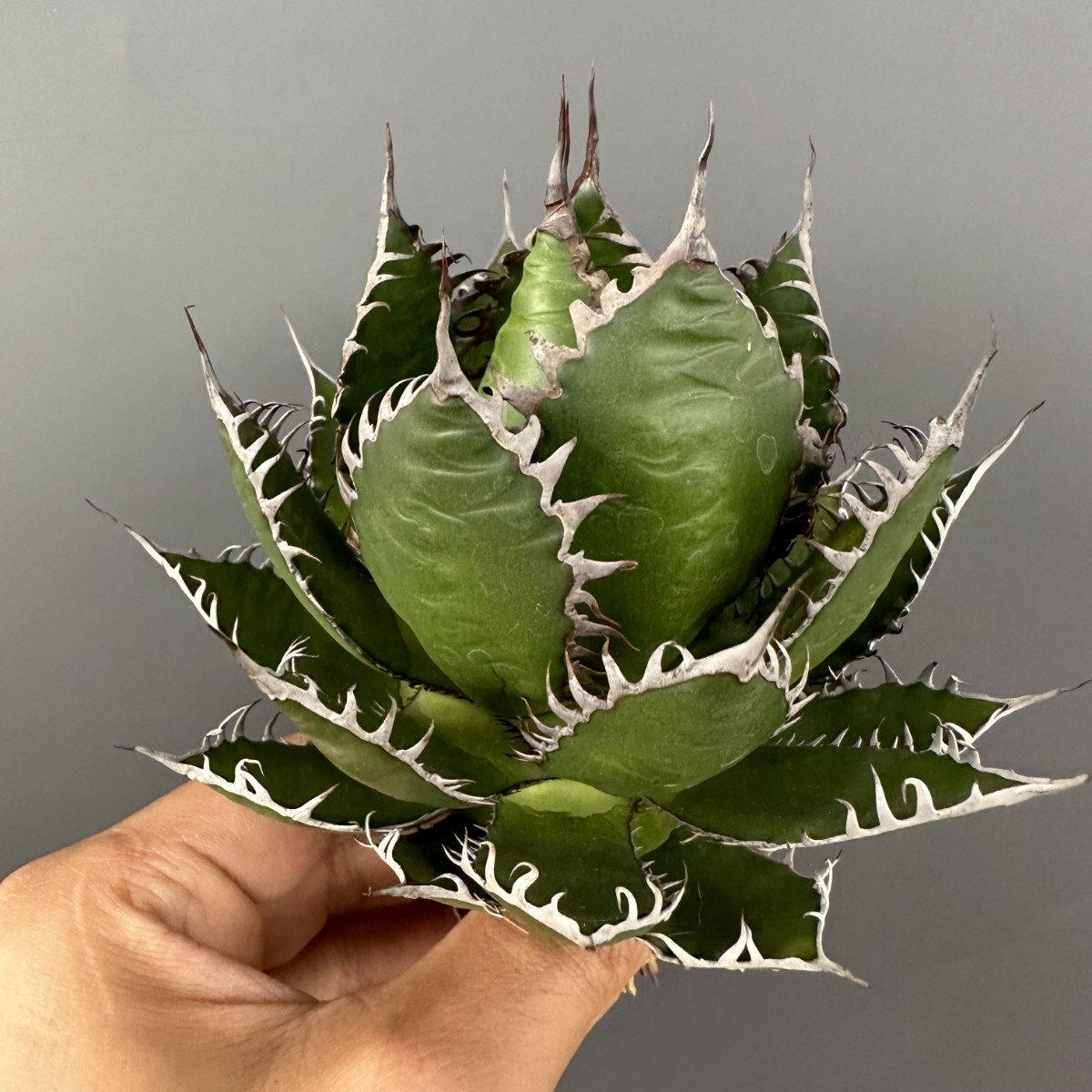 Yahoo!オークション - Z35 【青田園芸】 特選 アガベ 多肉植物 ホリダ ...