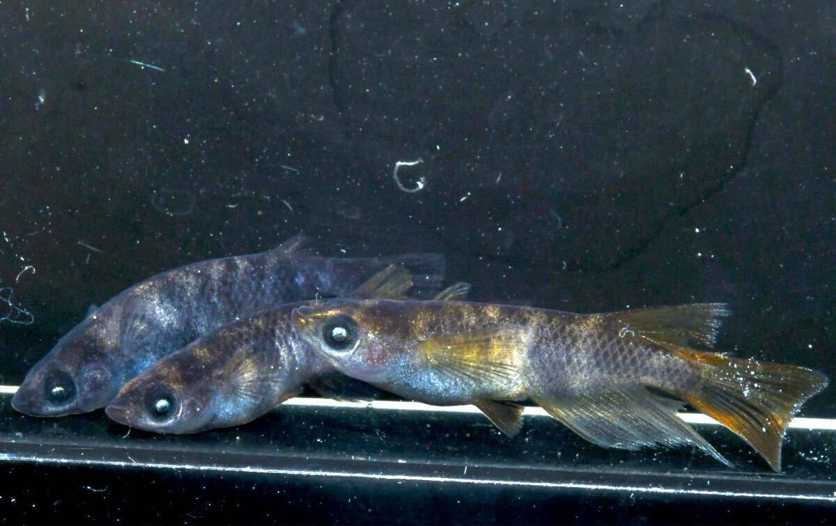 Yahoo!オークション - 【やまめだか】和墨三色RLF 2ペア（♂1リアル♂1...