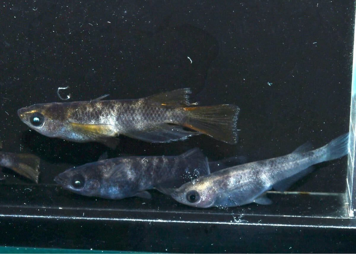 Yahoo!オークション - 【やまめだか】和墨三色RLF 2ペア（♂1リアル♂1...