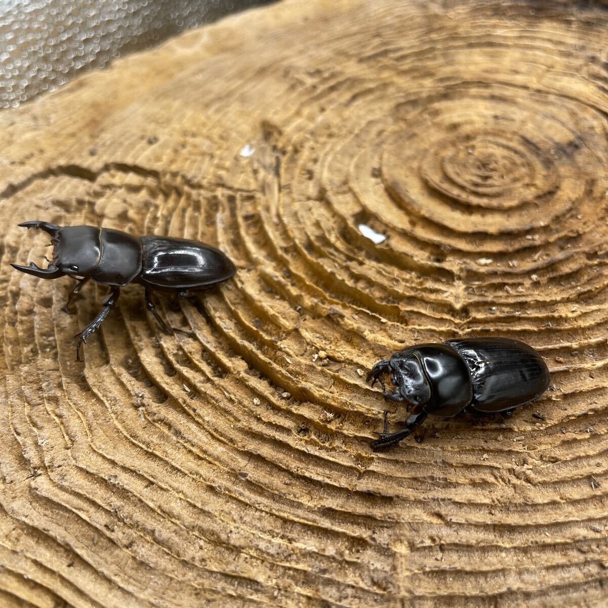 Yahoo!オークション - スキットオオクワガタCBF1ペア♂37.5♀30 成虫ペ...